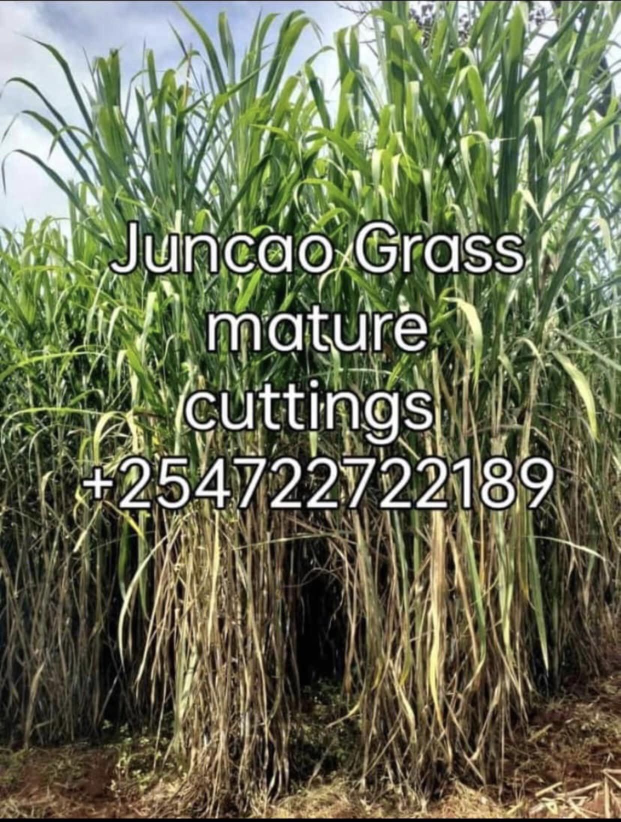 Moo Fodder Supermarket – Premium Quality Fodder for Enhanced Dairy ...