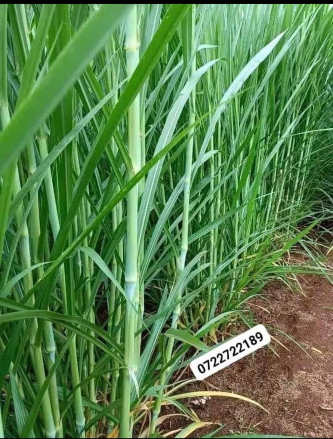 Moo Fodder Supermarket – Premium Quality Fodder for Enhanced Dairy ...